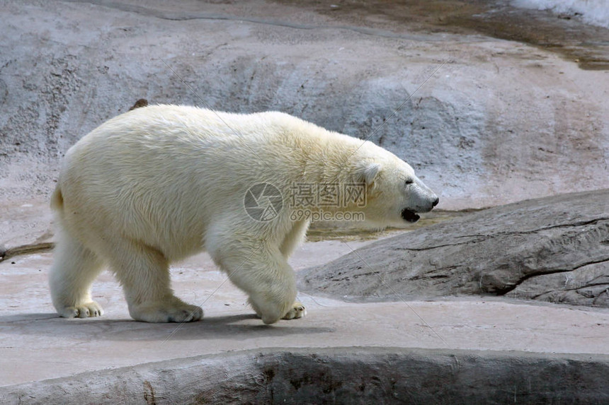 成年北极熊在水中高清图片下载-正版图片506209356-摄图网