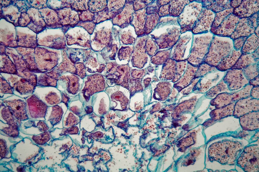 在显微镜下高清图片下载-正版图片506223260-摄图网