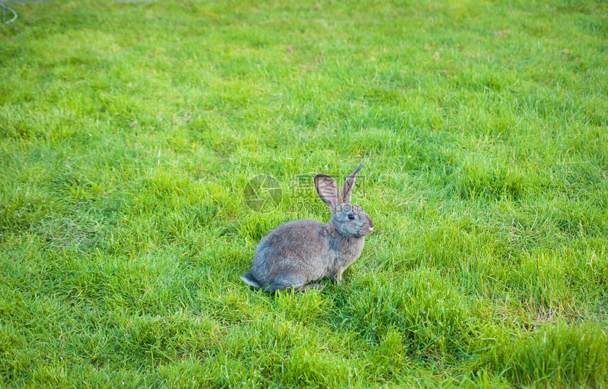 一只兔子在花园里吃草高清图片下载-正版图片506249564-摄图网