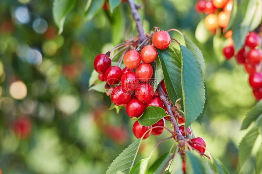 红莓甜樱桃在树枝上在夏季果园在模糊的绿色叶高清图片下载-正版图片506253485-摄图网