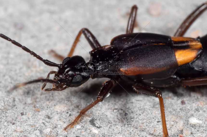 Earwig在楼高清图片下载-正版图片506256901-摄图网