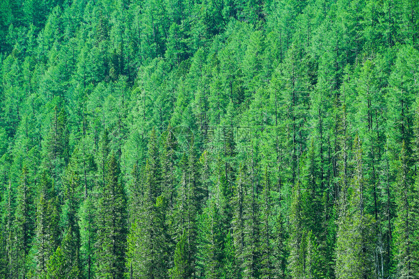 山腰茂密的针叶林高清图片下载-正版图片506257062-摄图网