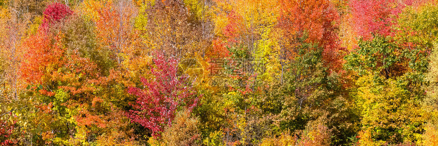 在加拿大的一片森林中秋天树高清图片下载-正版图片506259107-摄图网