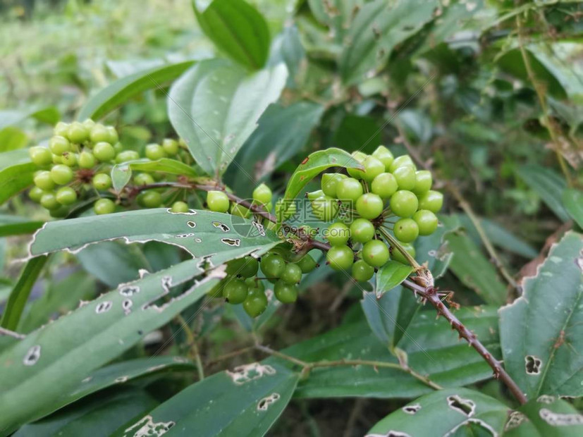 稀树草原Zeyla高清图片下载-正版图片506281988-摄图网