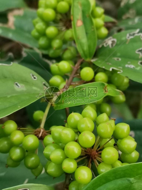 稀树草原Zeyla高清图片下载-正版图片506281989-摄图网