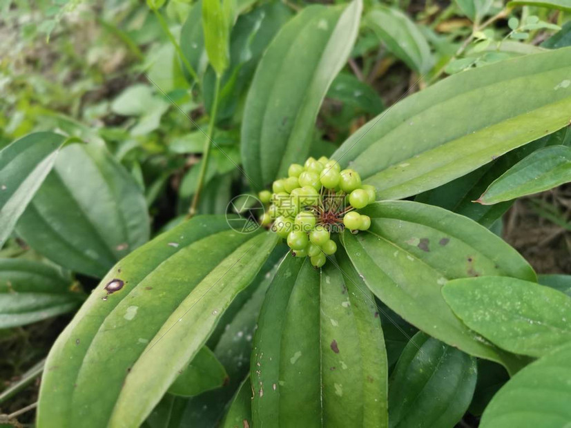 稀树草原Zeyla高清图片下载-正版图片506281991-摄图网