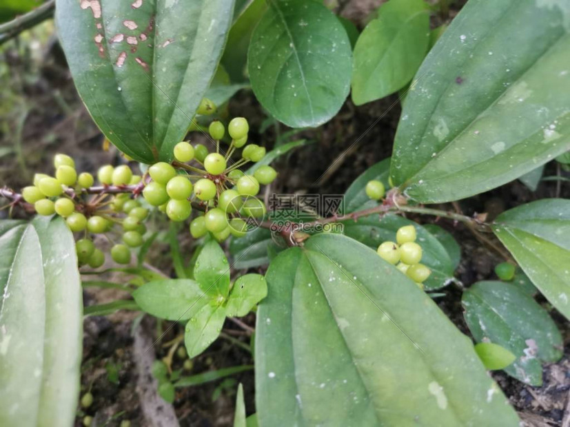 稀树草原Zeyla高清图片下载-正版图片506281993-摄图网