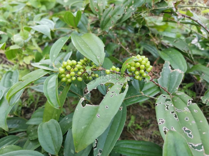 稀树草原Zeyla高清图片下载-正版图片506281994-摄图网