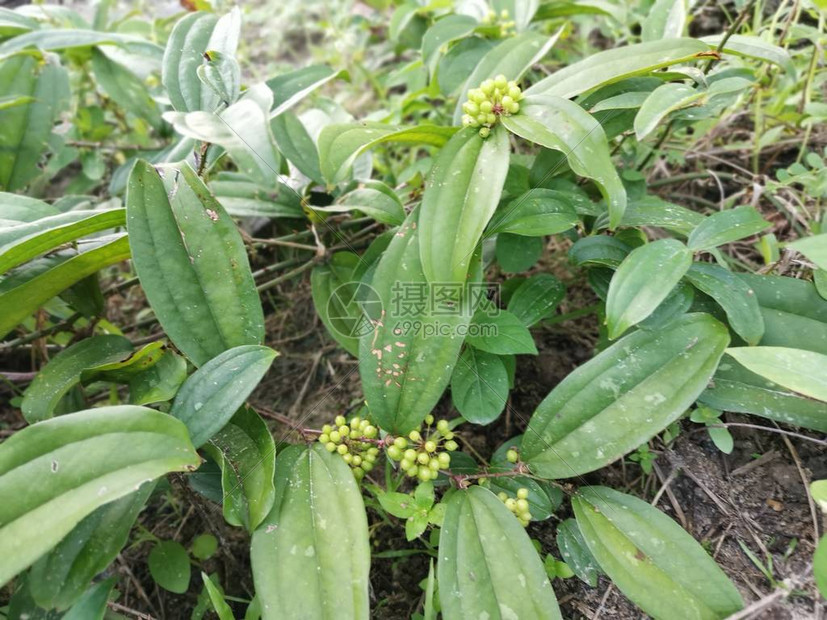 稀树草原Zeyla高清图片下载-正版图片506281997-摄图网