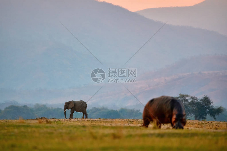 在Zambezi绿平原与Nyamuziwa山对抗在Zambezi河洪泛平原的动物场景津巴布韦ManaPo高清图片下载-正版图片 ...