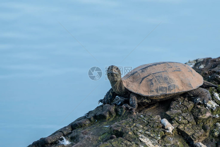 巴尔干Terrapin毛雷米斯Rivulata高清图片下载-正版图片506329196-摄图网