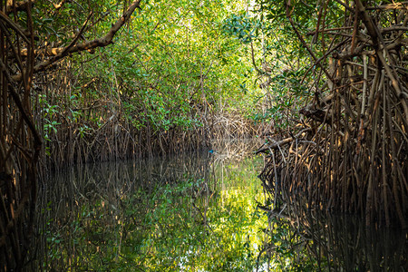 冈比亚红树林森林中的绿色红高清图片下载-正版图片506337207-摄图网