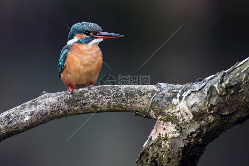 atthy也被称为欧亚海王高清图片下载-正版图片506338781-摄图网