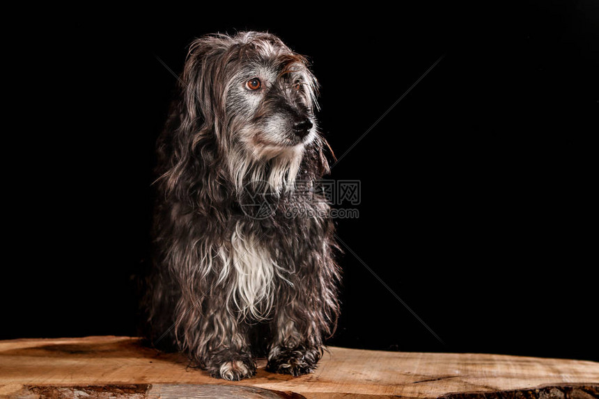 农家门前的Rooster高清图片下载-正版图片506342529-摄图网