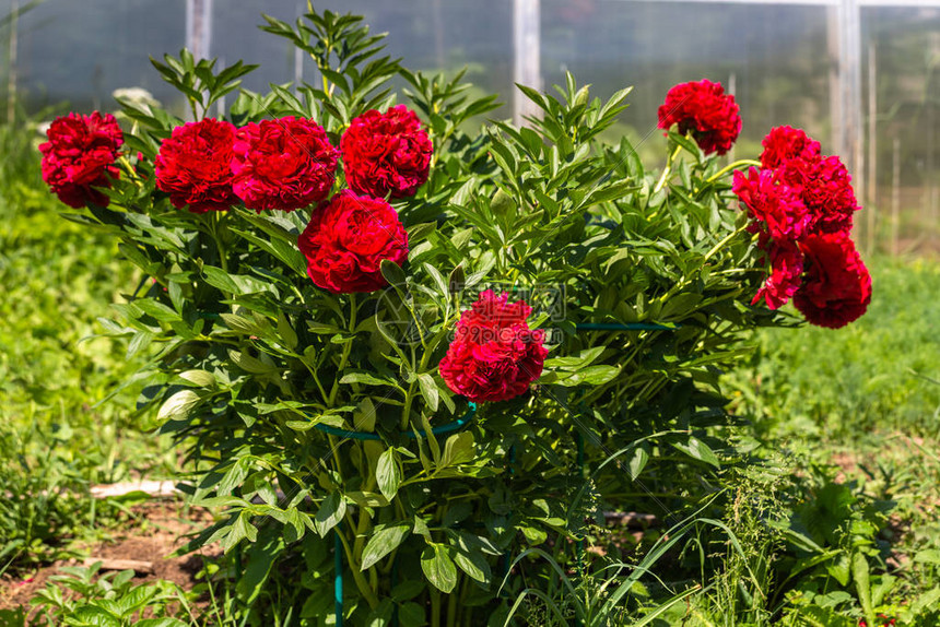 花园中的Paeoni高清图片下载-正版图片506354048-摄图网