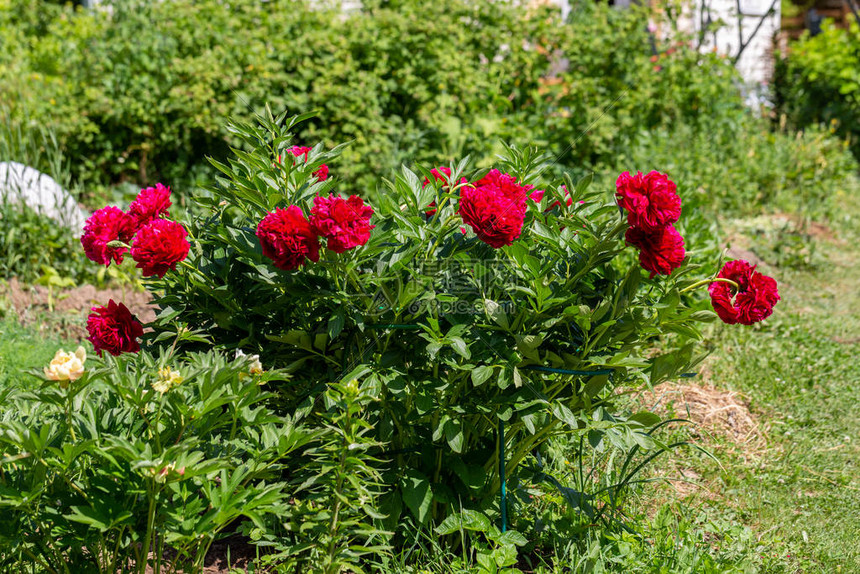 花园中的Paeoni高清图片下载-正版图片506354050-摄图网