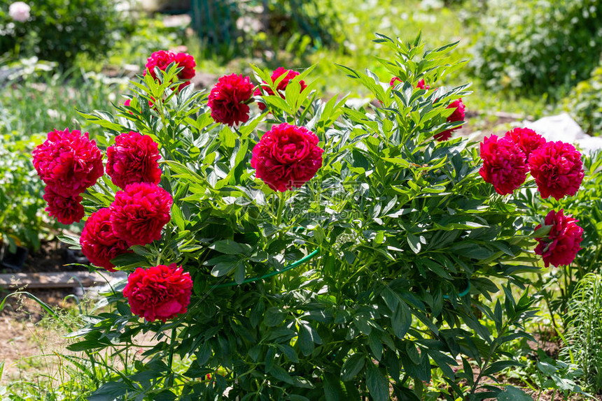 花园中的Paeoni高清图片下载-正版图片506354054-摄图网