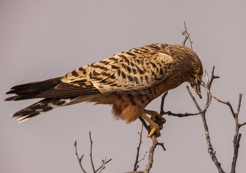 大KestrelFalcorupicoloides吞噬了它猎食的蝗虫虽然它可能要吃小蜥蜴和老鼠高清图片下载-正版图片506364050-摄图网