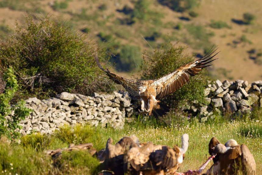 fulvus来到山地草原上高清图片下载-正版图片506369744-摄图网