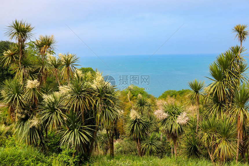 位于格鲁吉亚巴统植物园的黑海背景下布满Catumi植物园的Cordylineaustraris树咖啡树高清图片下载-正版图片506373325-摄图网