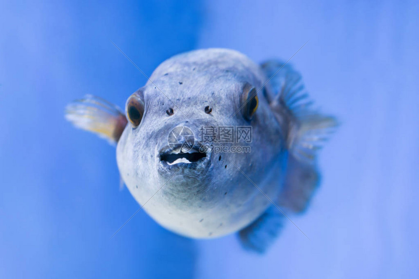 河豚鱼ArothronHispidus在水族馆作为自然水下高清图片下载-正版图片506389017-摄图网