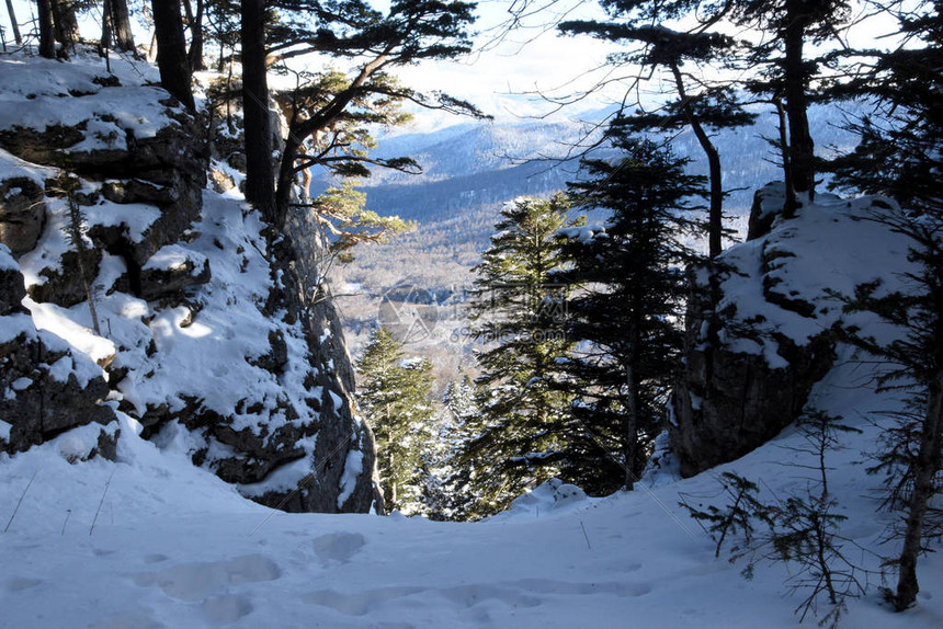 针叶林被雪覆盖Vyskoe树高清图片下载-正版图片506400667-摄图网