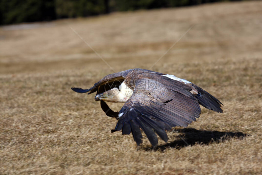 fulvus在低空飞向地面高清图片下载-正版图片506414432-摄图网