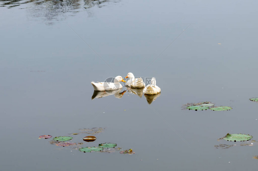 在湿地反射湖水面上漂浮的鸭子鸟海鹅天或Anatidee集体称为水禽Wading岸鸟家族北京高清图片下载-正版图片506416528-摄图网