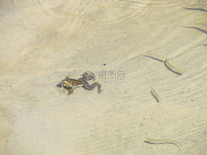 大绿青蛙美国牛蛙高清图片下载-正版图片506416557-摄图网