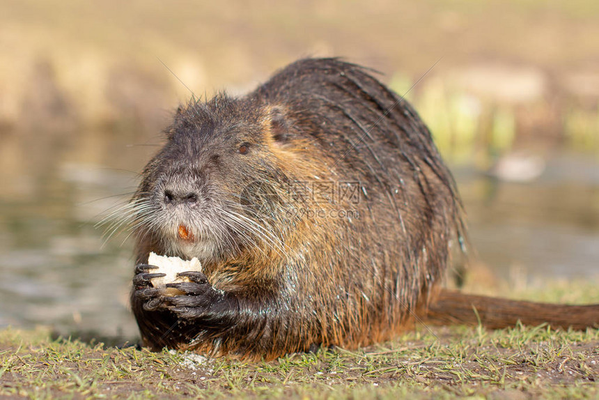 Nutria高清图片下载-正版图片506422289-摄图网