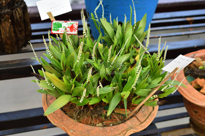 Dendrochilum是科附生石生和少数陆生开花植物的一个属这个属的名字来源于古希腊词dendron高清图片下载-正版图片506423737-摄图网