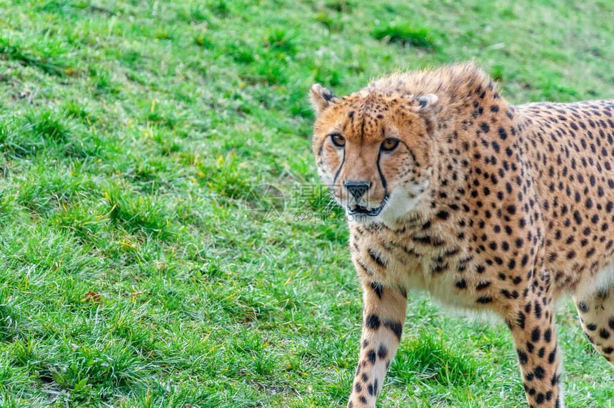 猎豹是非洲Felinae小家族的一只大猫高清图片下载-正版图片506434528-摄图网