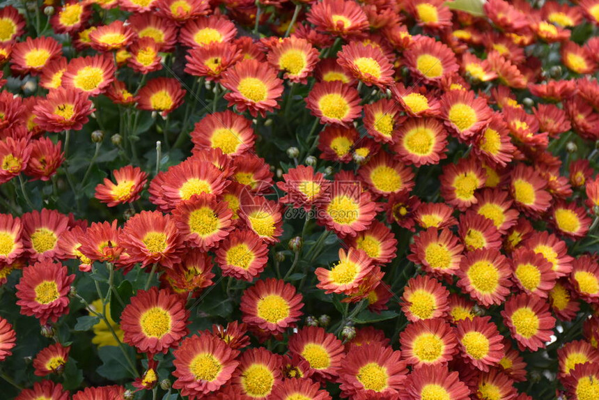 美丽的花朵在风景的背景下高清图片下载-正版图片506435900-摄图网