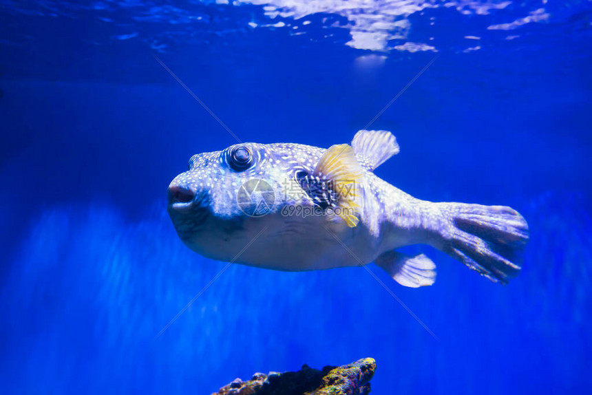 河豚鱼ArothronHispidus在水族馆作为自然水下高清图片下载-正版图片506436007-摄图网