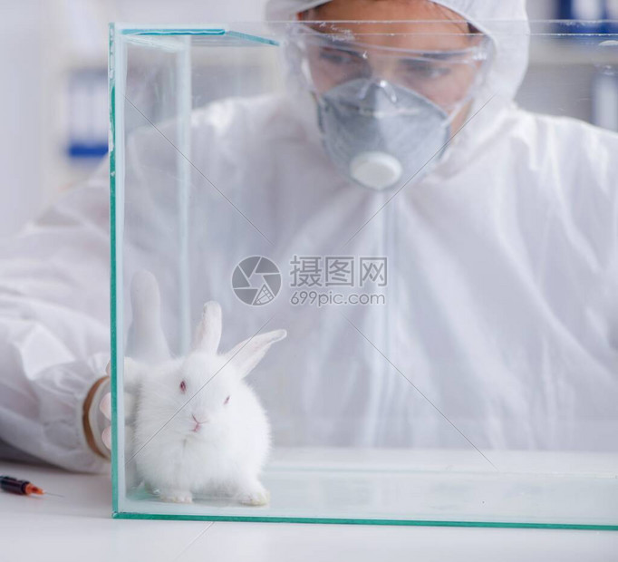 科学家在实验室里用兔子做动高清图片下载-正版图片506439360-摄图网