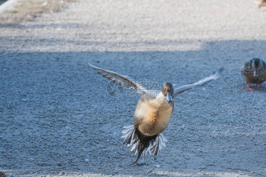 正在飞行的北方男小尾巴高清图片下载-正版图片506440061-摄图网