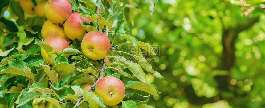 花园树上的苹果有选择高清图片下载-正版图片506446049-摄图网