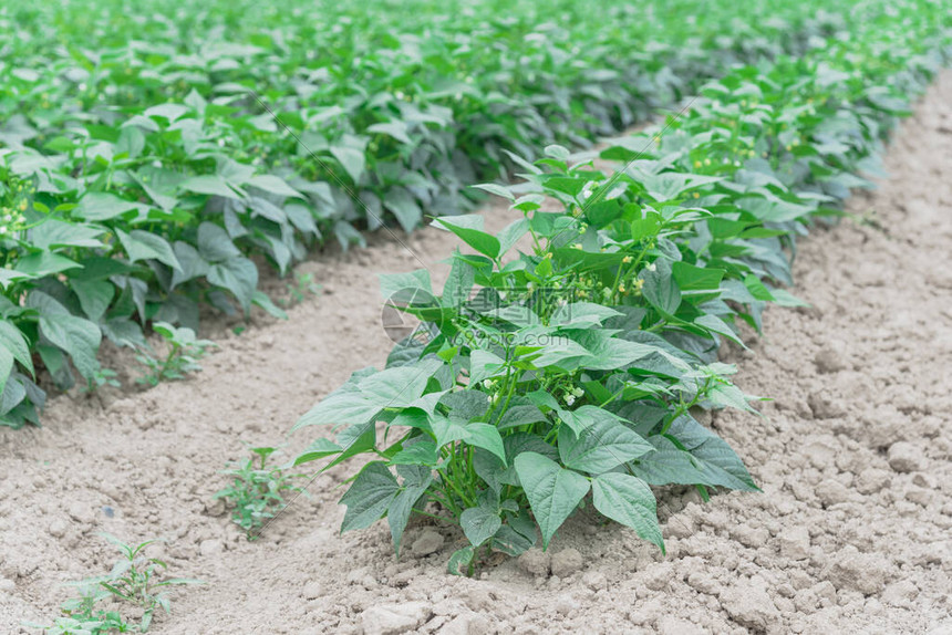 美国华盛顿肯特的布希豆农场乐团准备收割在山地高清图片下载-正版图片506447192-摄图网