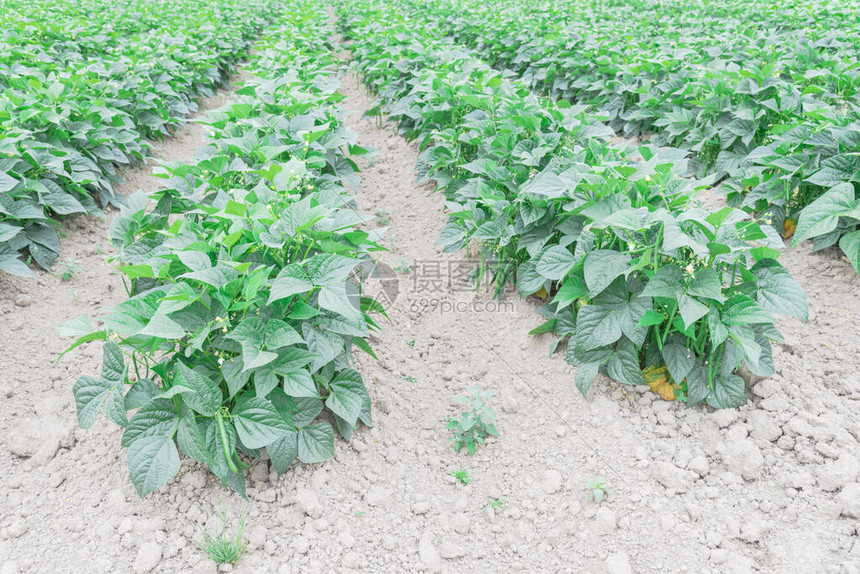 美国华盛顿肯特的布希豆农场乐团准备收割在山地高清图片下载-正版图片506447196-摄图网