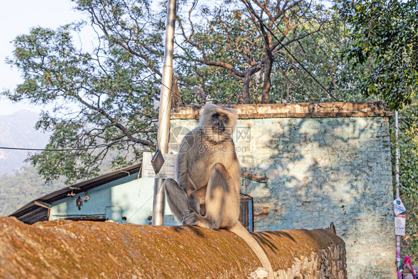 印度Rishikas高清图片下载-正版图片506451256-摄图网