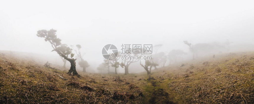 马德拉岛神秘的Lauriss高清图片下载-正版图片506452159-摄图网