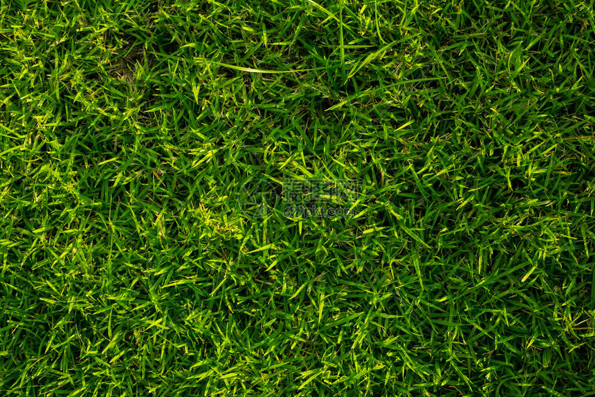 绿色叶新鲜草质自然背景和高清图片下载-正版图片506454900-摄图网