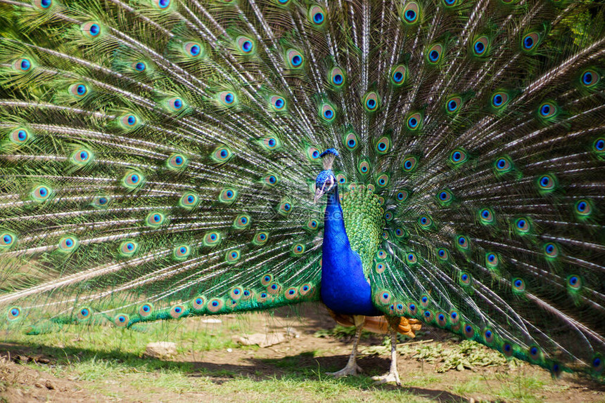孔雀与雄伟的散尾羽毛高清图片下载-正版图片506459008-摄图网