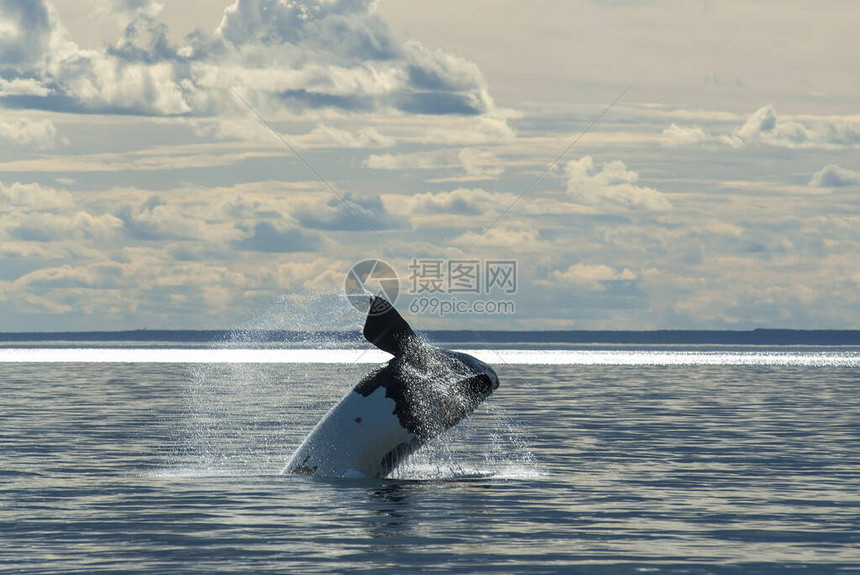 观鲸右侧跳跃濒危物种巴塔哥高清图片下载-正版图片506470397-摄图网