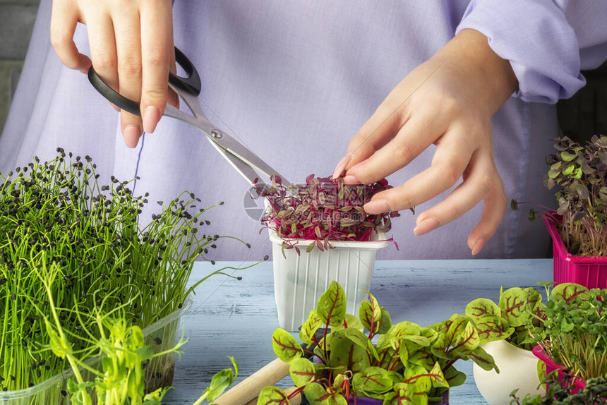 苋菜的嫩芽高清图片下载-正版图片506478168-摄图网