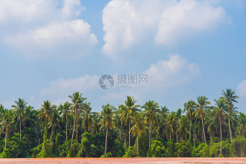 与蓝天的可椰子树高清图片下载 正版图片506480255 摄图网