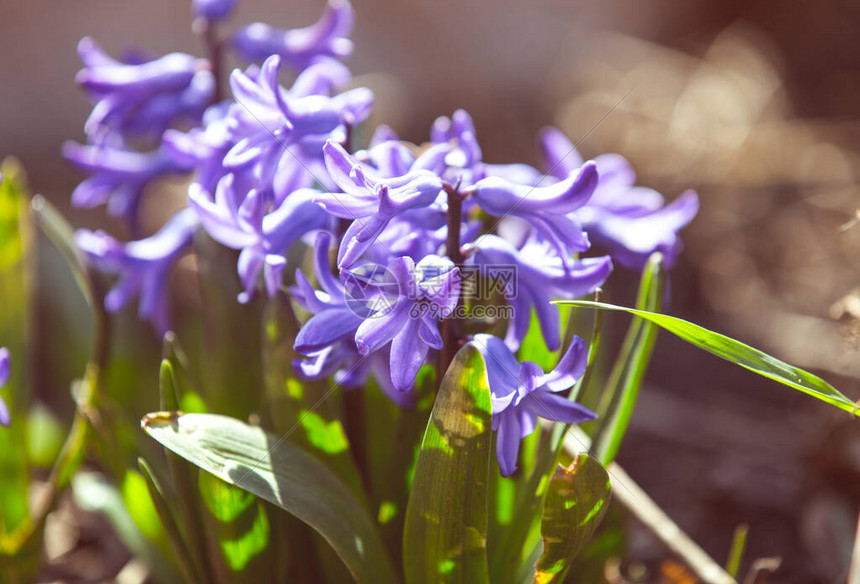 紫色荷兰Hyaci高清图片下载-正版图片506484079-摄图网