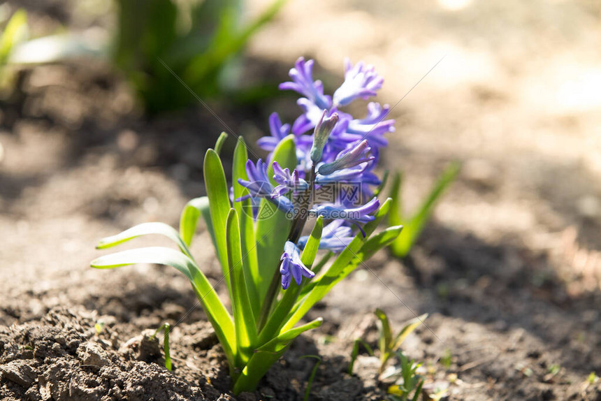 紫色荷兰Hyaci高清图片下载-正版图片506484080-摄图网