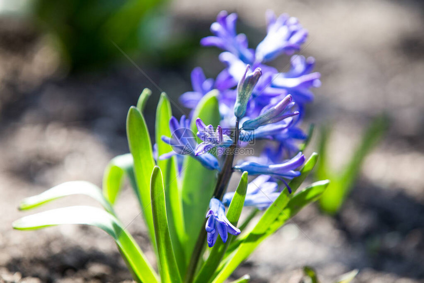 紫色荷兰Hyaci高清图片下载-正版图片506484081-摄图网