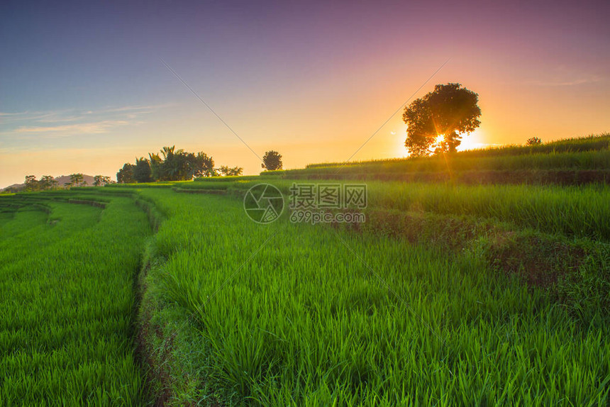 印度尼西亚Bengkulu地区Kemumu高清图片下载-正版图片506488269-摄图网